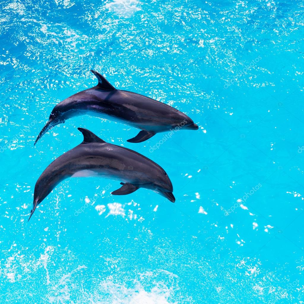 Two dolphins swim in the pool — Stock Photo © elena_larina #51572633