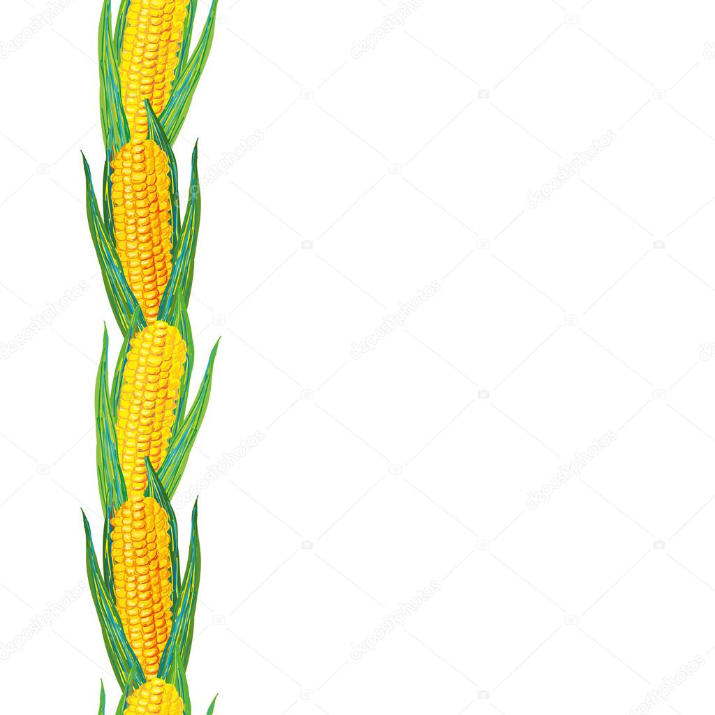 Corn border Stock Vector Image by ©artskvortsova #49736923