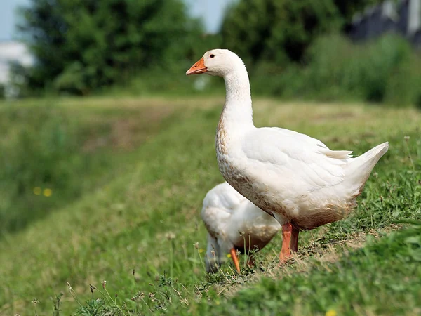 Especies de gansos Stock Photos, Royalty Free Especies de gansos Images ...