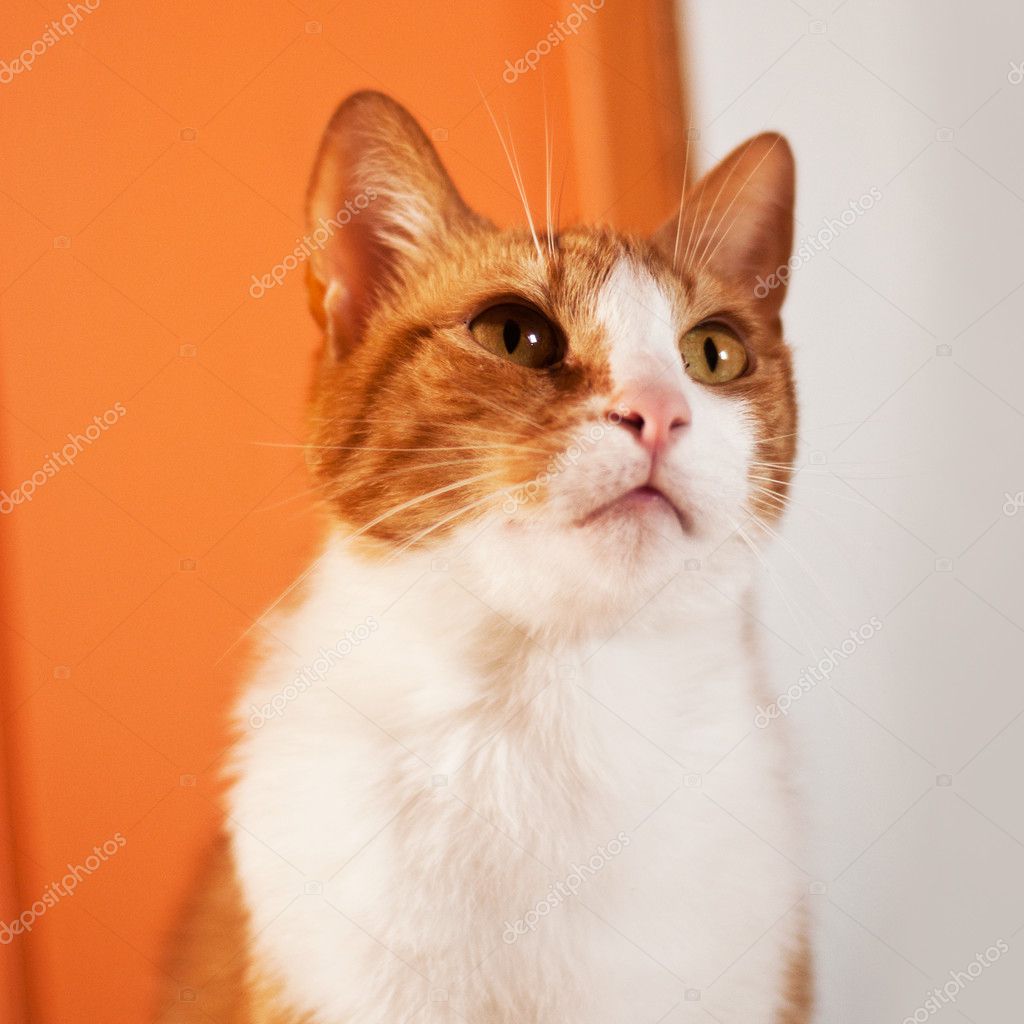 Becat Stock Photo by ©NeydtStock 50603211