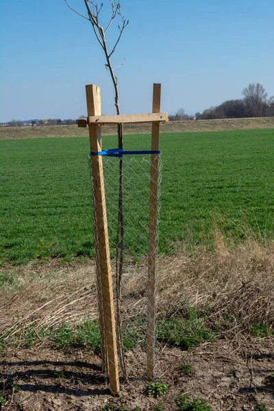 Tree guard Stock Photos, Royalty Free Tree guard Images | Depositphotos