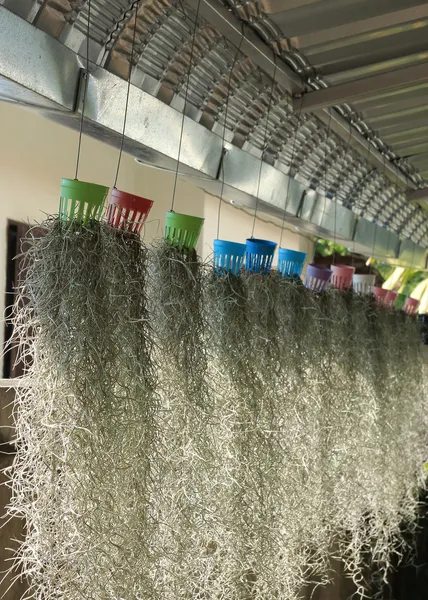 ᐈ Spanish moss stock photos, Royalty Free spanish moss tree images ...