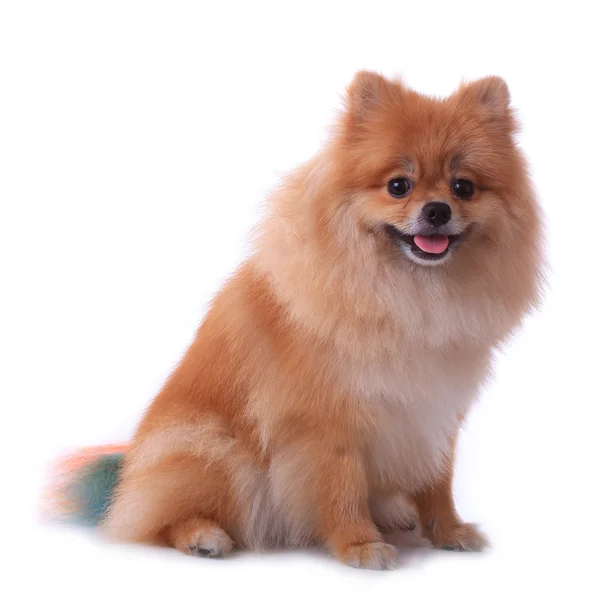 Pomeranian dog — Stock Photo © Laures #5396277