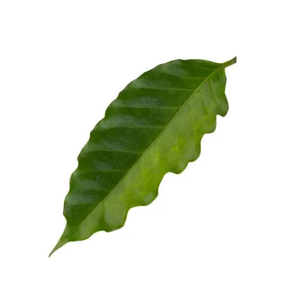 Coffee leaf Stock Photos, Royalty Free Coffee leaf Images | Depositphotos