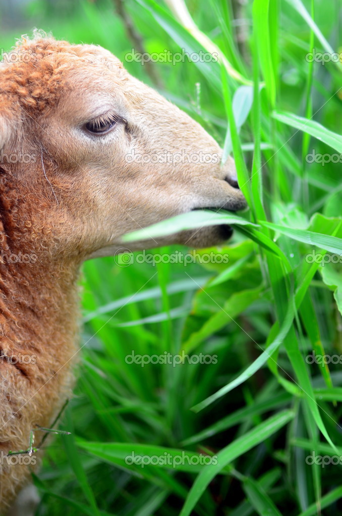 Una oveja comiendo pasto verde — Fotos de Stock © Tonktiti #50632081