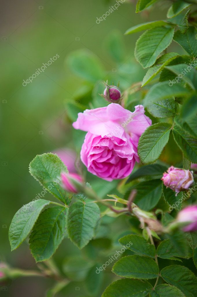 The famous bulgarian rose from Rose Valley, Bulgaria — Stock Photo ...