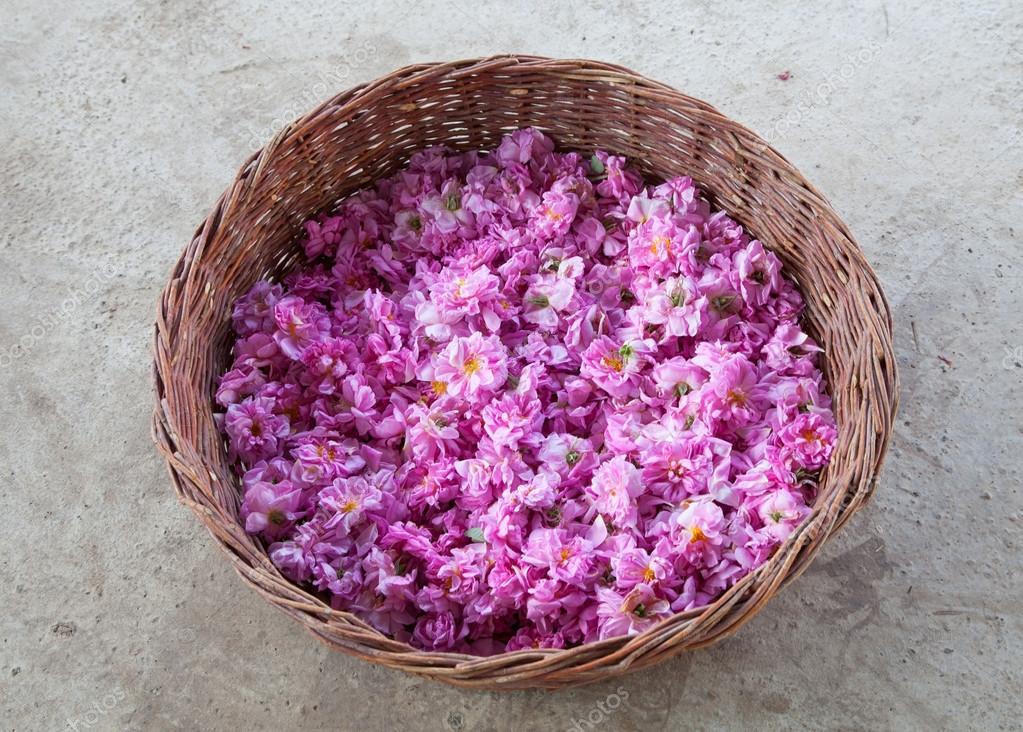 Rose basket. Bulgarian Damascena Rose from Rose Valley, Bulgaria ...