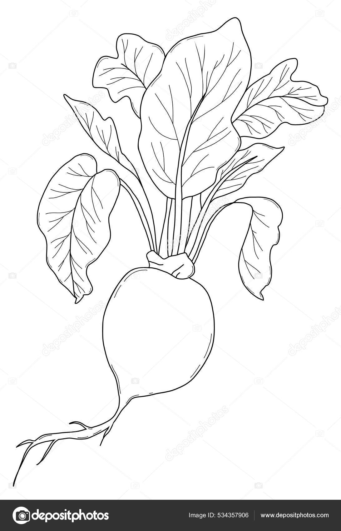 Beet Line Drawing