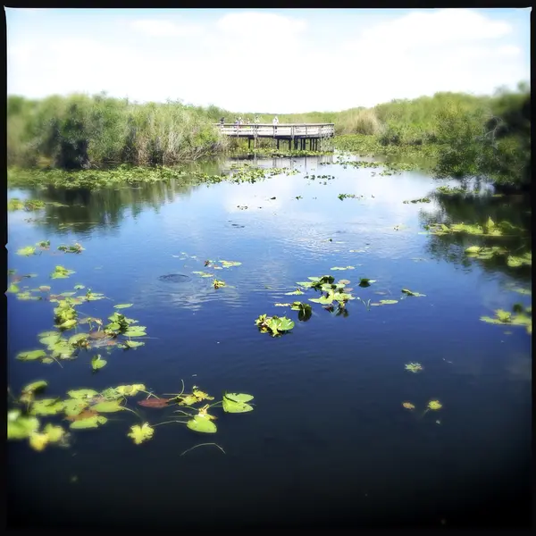 Everglades structures Stock Photos, Royalty Free Everglades structures ...