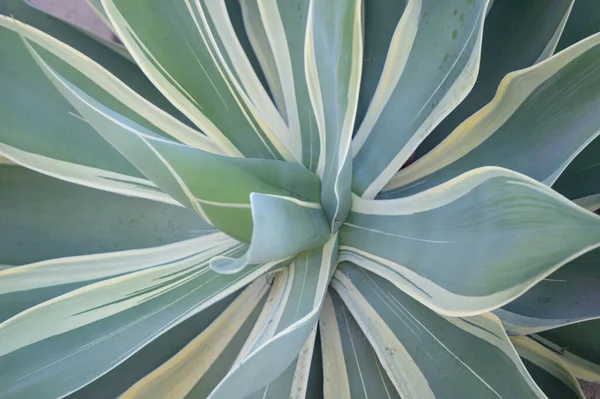 Agave background Stock Photos, Royalty Free Agave background Images ...