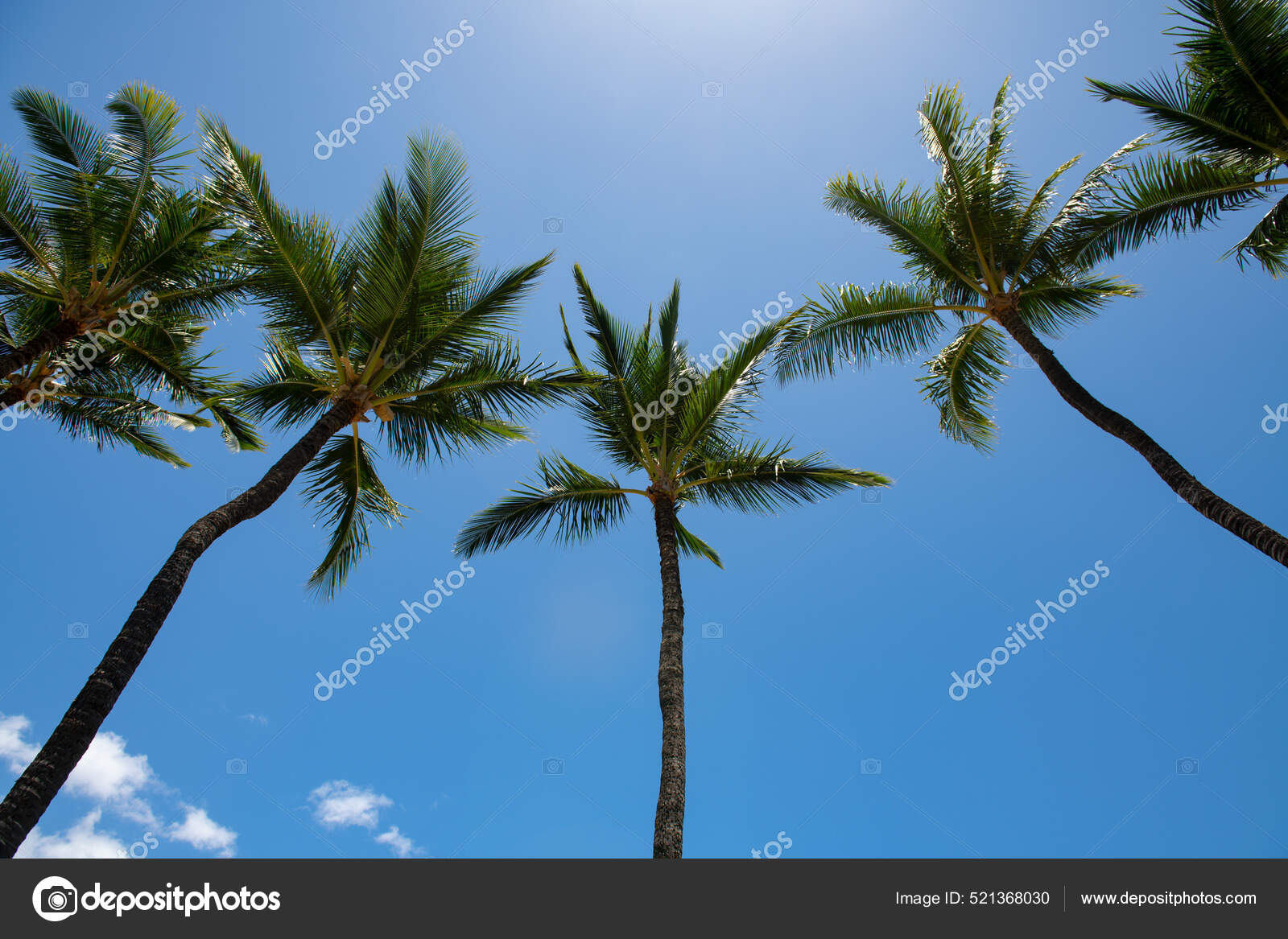 Palms wallpaper. Coconut palm trees, beautiful tropical texture with ...