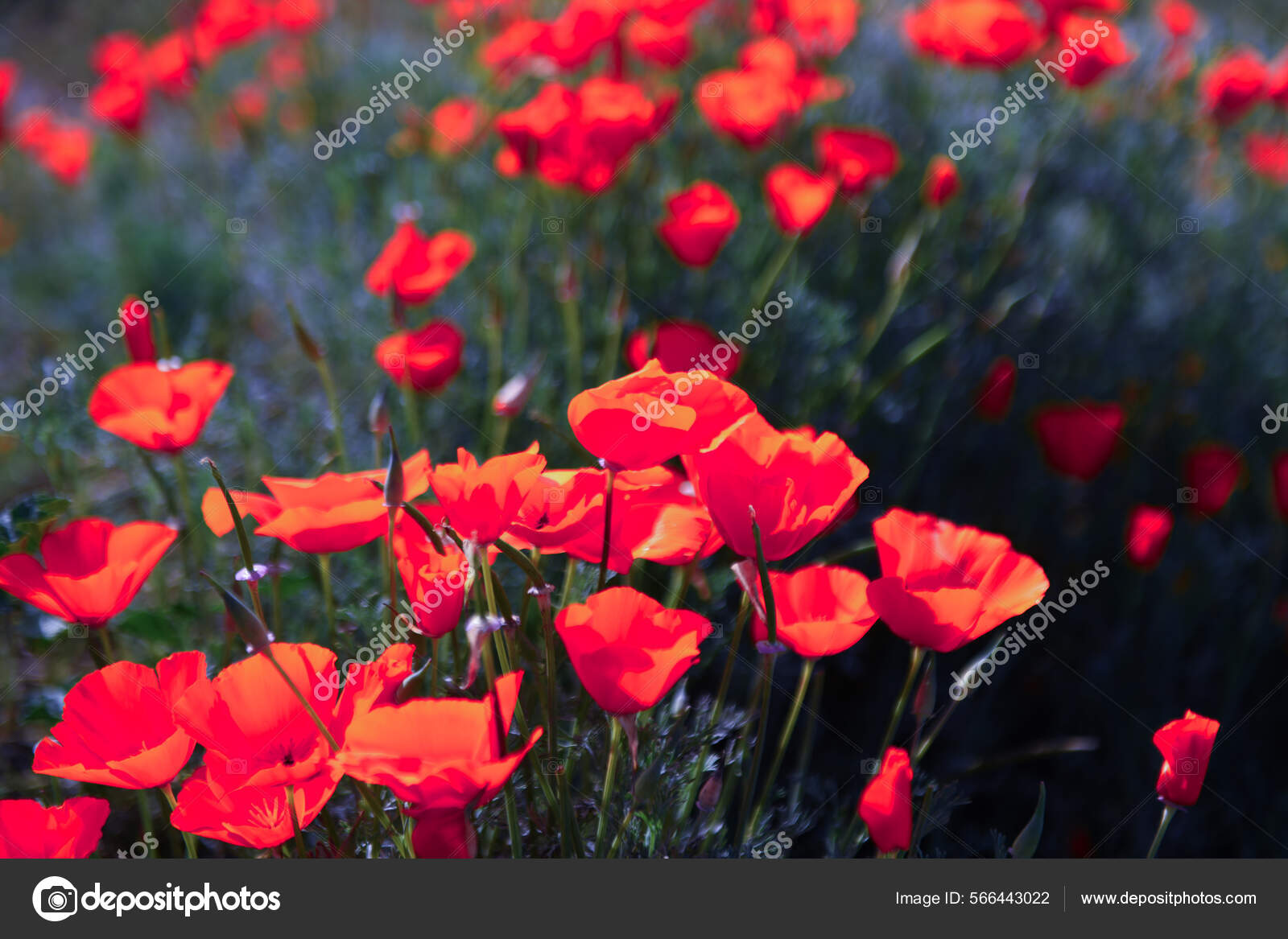 Remembrance Day Flowers | Best Flower Site