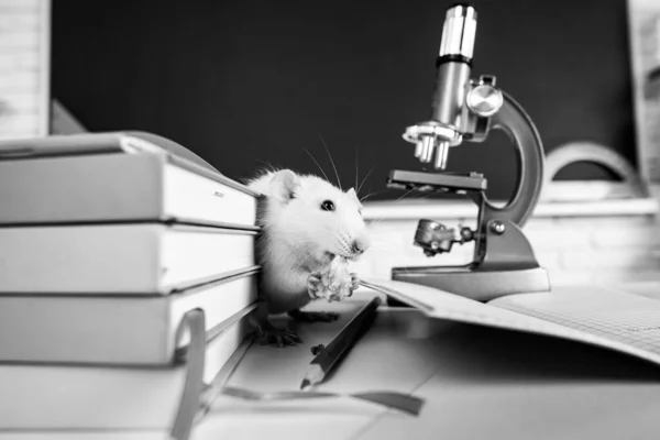 Science mice Stock Photos, Royalty Free Science mice Images | Depositphotos