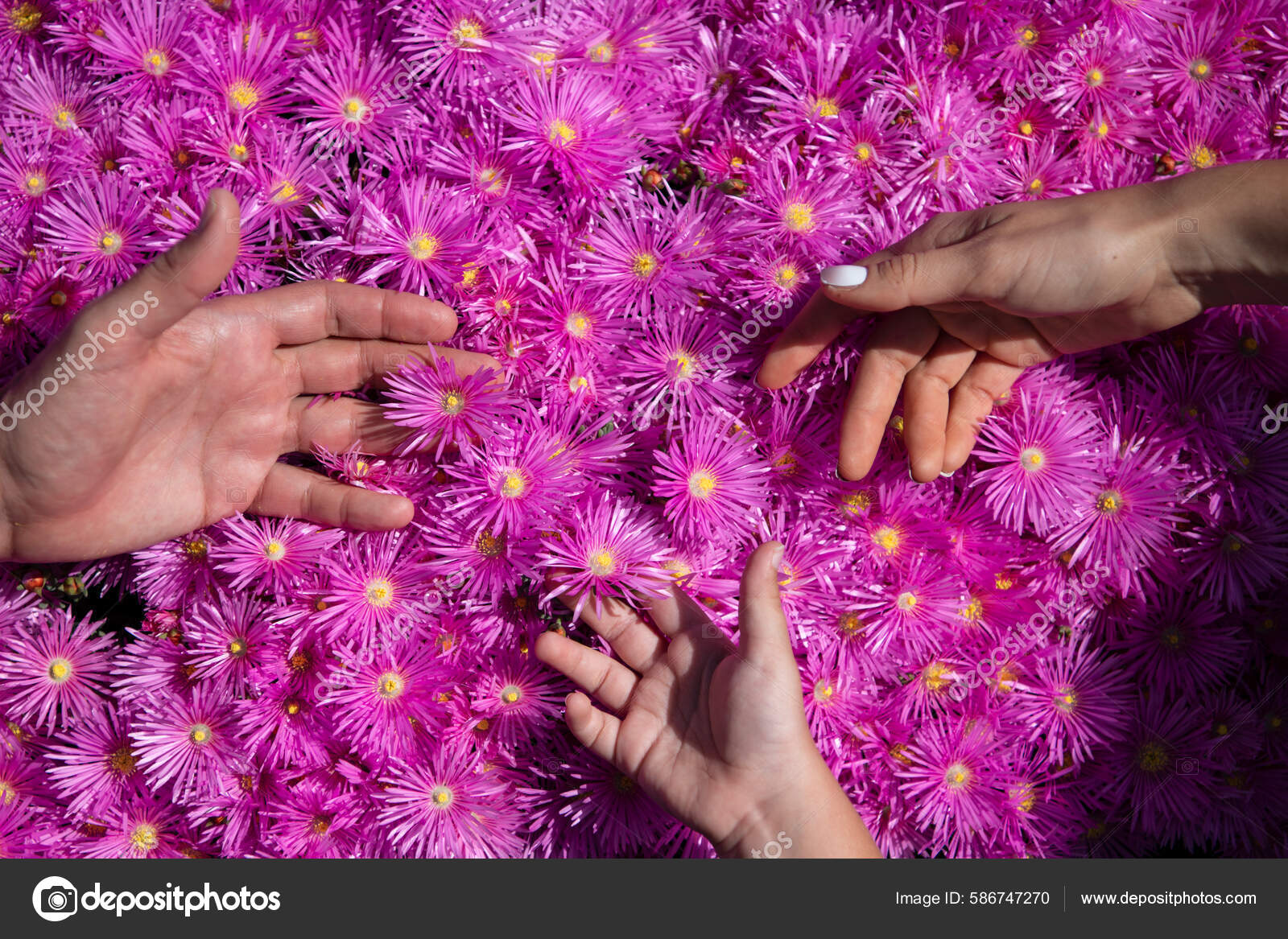 Rodiče Ruce Fialové Květy Heřmánku Pozadí Rodinné Ruce Otce Matky ...