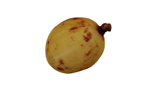 Lanzones Tree Clipart