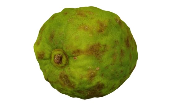 Renderizado Realista Limón Filipino Nativo Giratorio Sobre Fondo Blanco ...