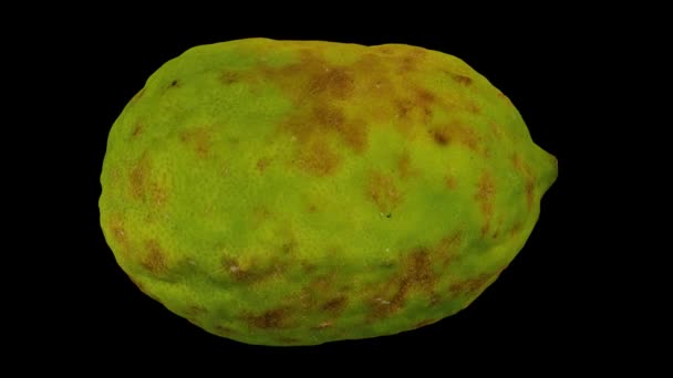 Realista Renderizado Limón Filipino Nativo Giratorio Sobre Fondo ...