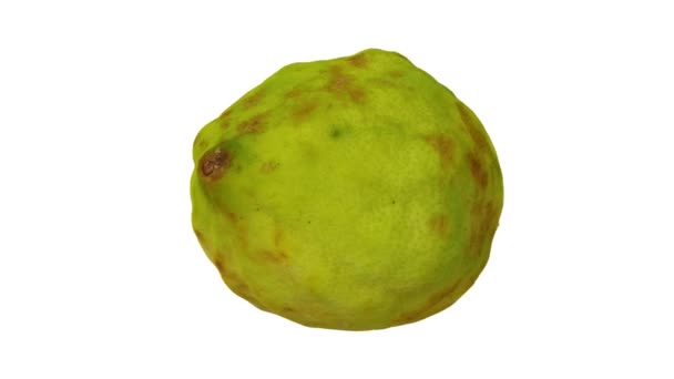 Realista Renderizado Limón Filipino Medio Nativo Giratorio Sobre Fondo ...