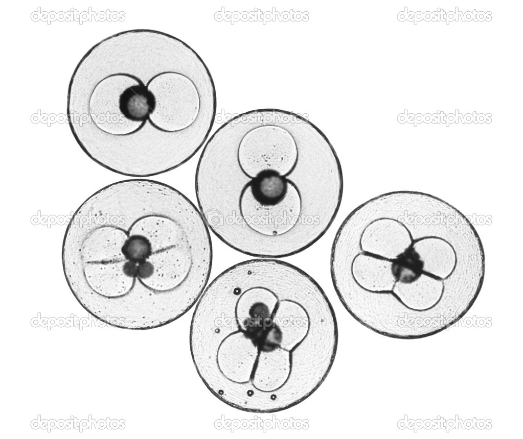 Egg Cell Division Microscope