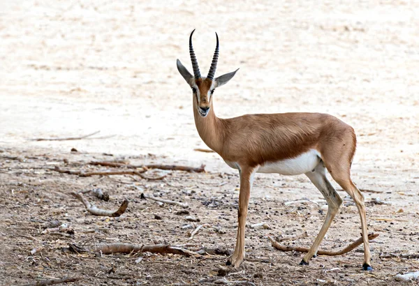 El gazelle Stockfotos, lizenzfreie El gazelle Bilder | Depositphotos