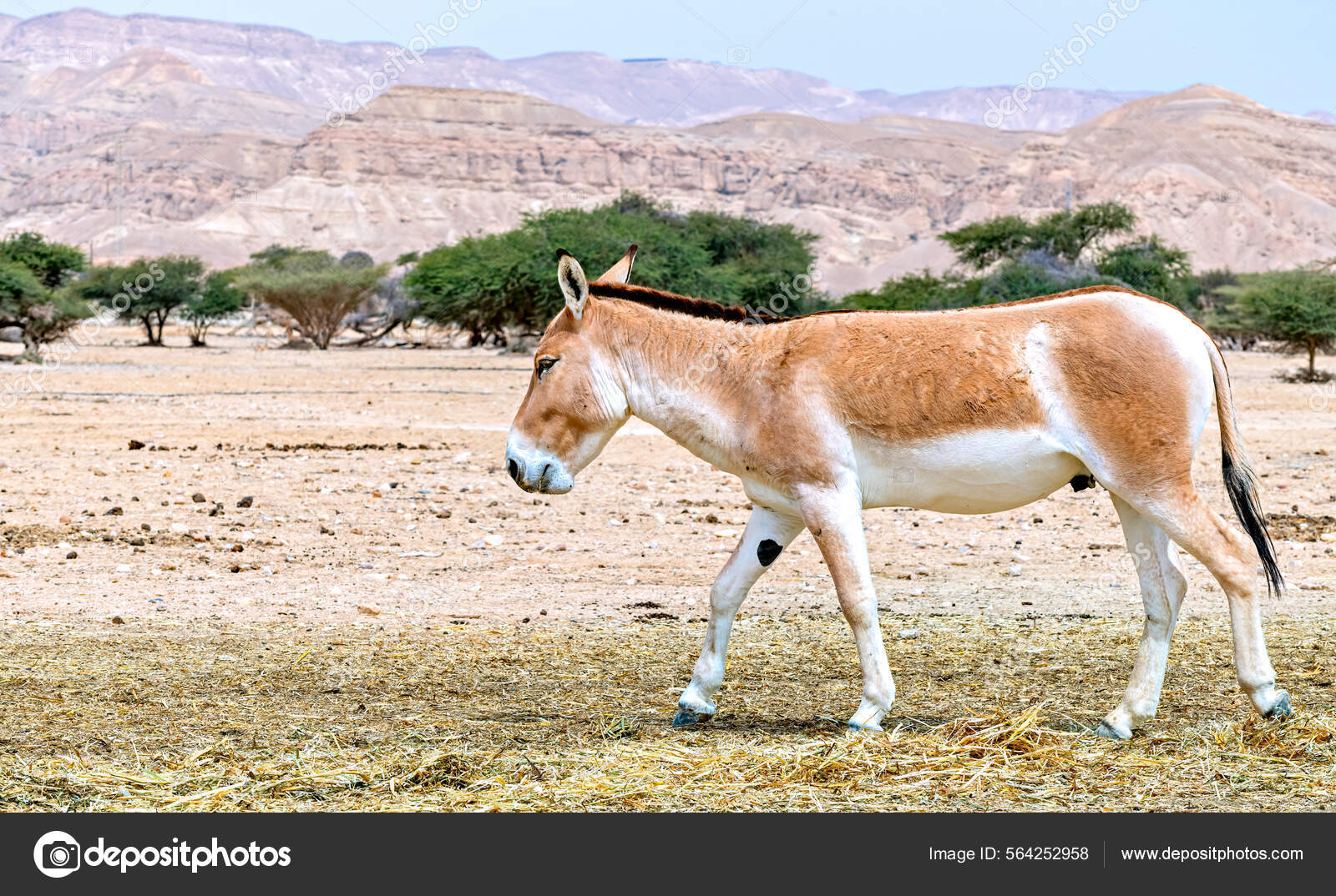 Onager Equus Hemionus Burro Semi Domesticado Habita Parques Reserva ...