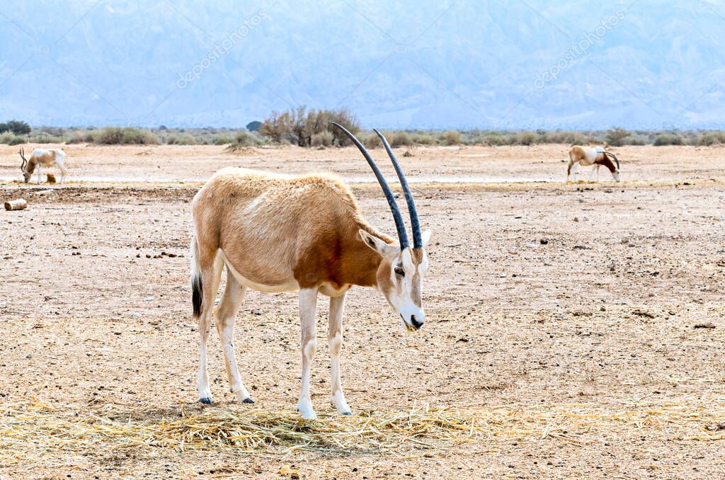 Cuerno de cimitarra de ant lope joven Oryx (Oryx leucoryx). Debido al ...