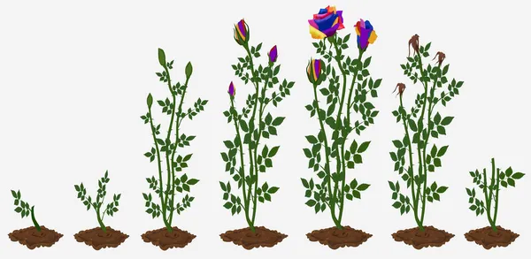 64 Rose life cycle Vector Images, Rose life cycle Illustrations ...