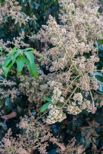 A close up shot of mango tree fruit sprouts and flowers. Mangifera ...