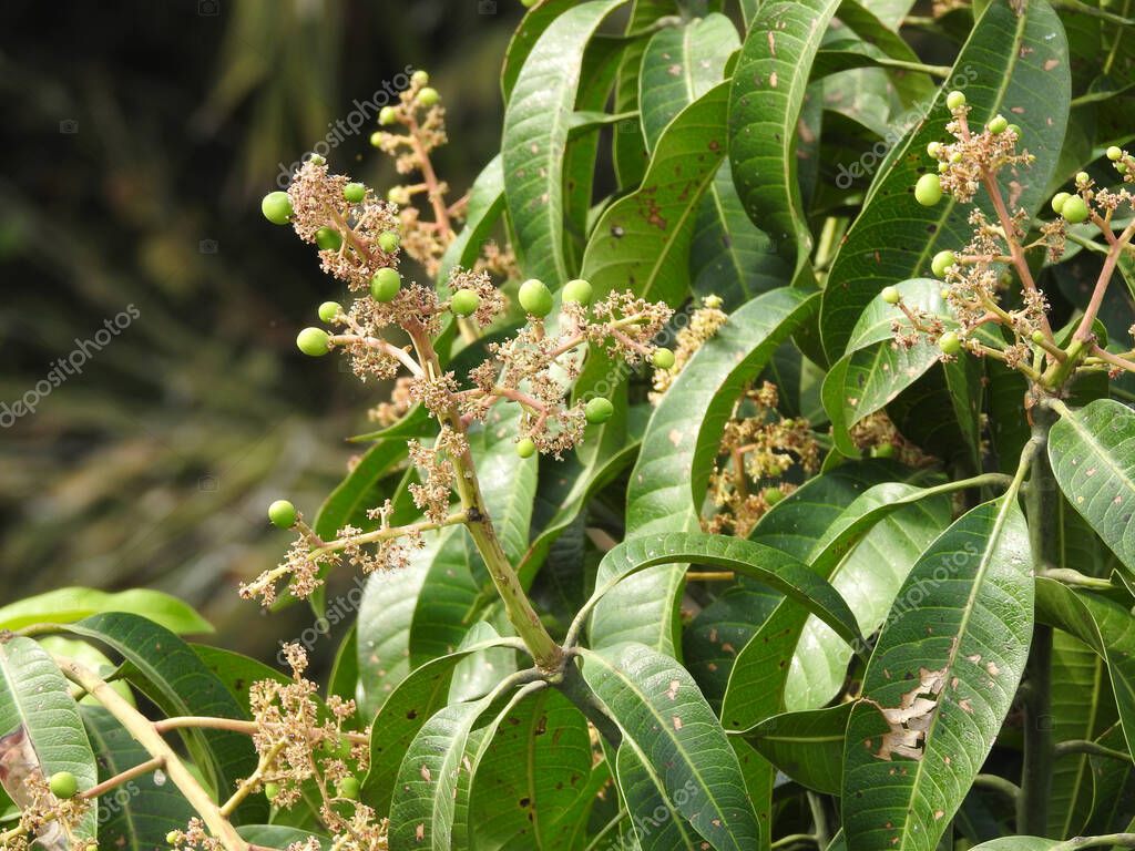 Un primer plano de brotes frutales de mango y flores. Mangifera indica ...