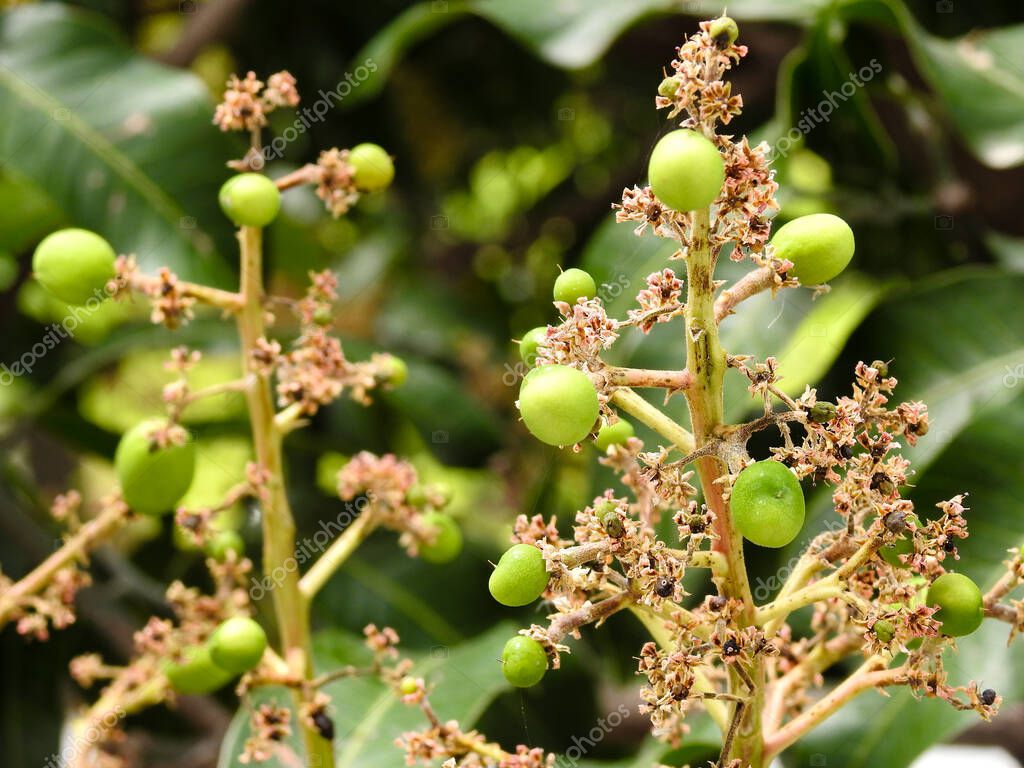 Un primer plano de brotes frutales de mango y flores. Mangifera indica ...