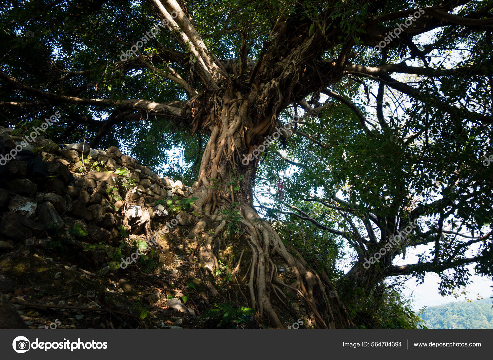 Large Trunk Fig Tree Temple Courtyard India Also Called Peepal Stock ...