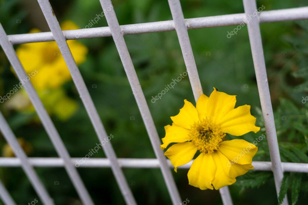Beautifil yellow Sunray Tickseed Coreopsis Grandiflora blooming flower ...