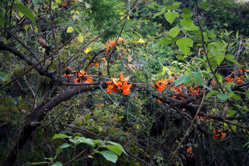 A close up shot of a sacred fig flowers in full bloom. Ficus religiosa ...