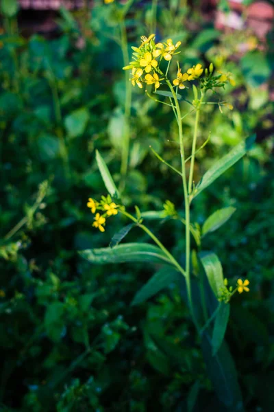 A closeup shot of Mustard Plant with blooming yellow flowers, leaves ...