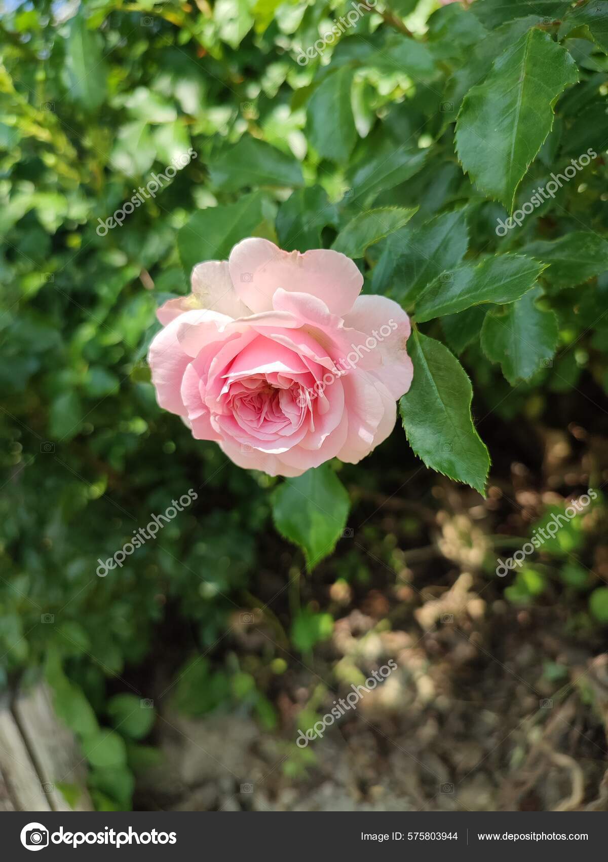 Photo Shows Raspberry Colored Family Rose Bushes Daytime Abundance ...