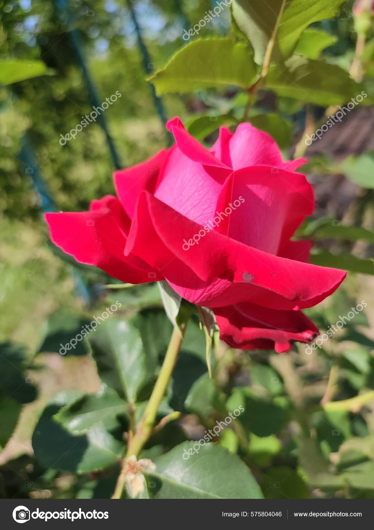 Photo Shows Raspberry Colored Family Rose Bushes Daytime Abundance ...