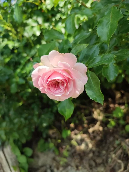 Natural rose Stock Photos, Royalty Free Natural rose Images | Depositphotos