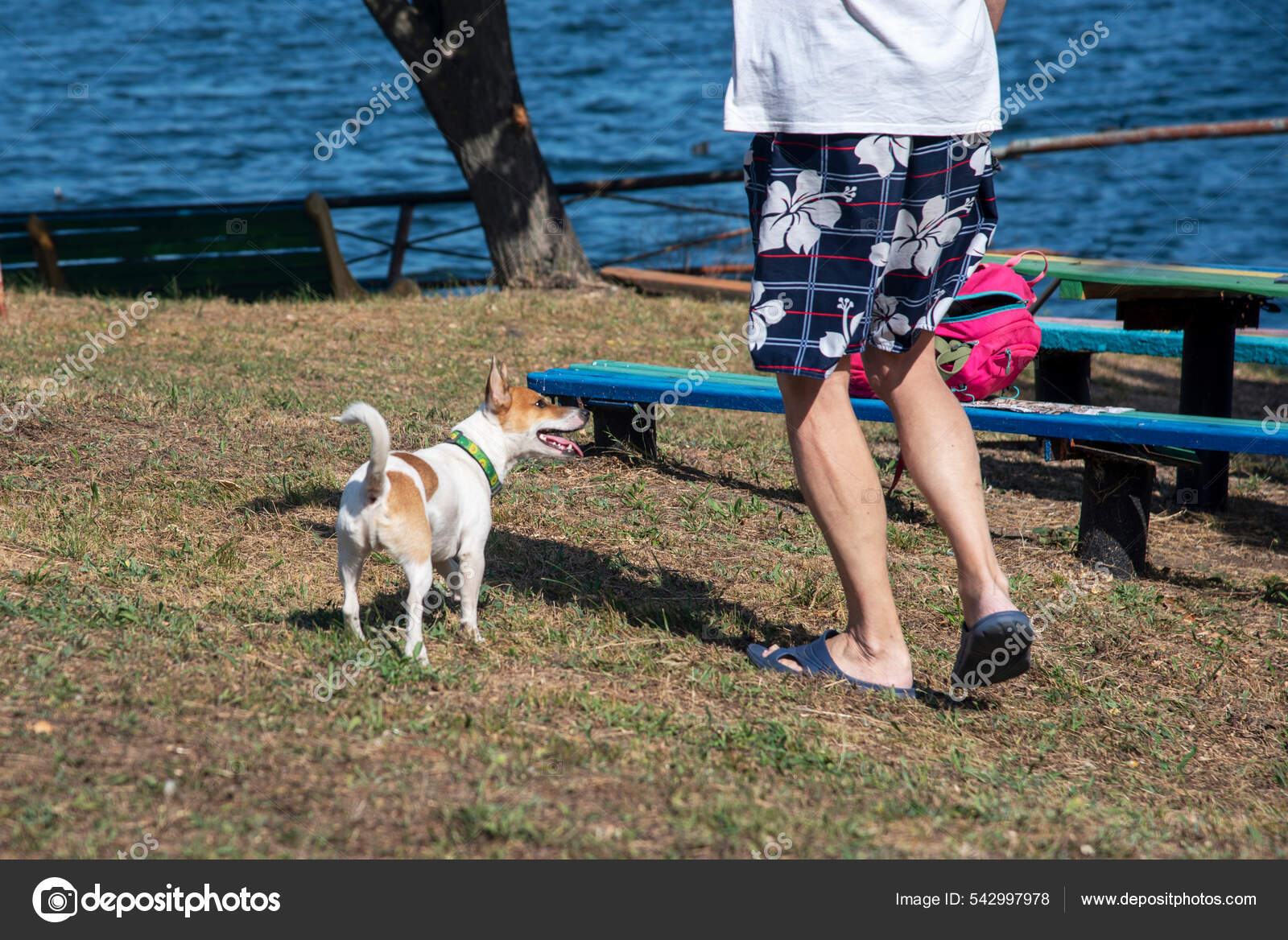 Dog Breed Jack Russell Terrier Man Play Green Frisbee Old Stock Photo ...