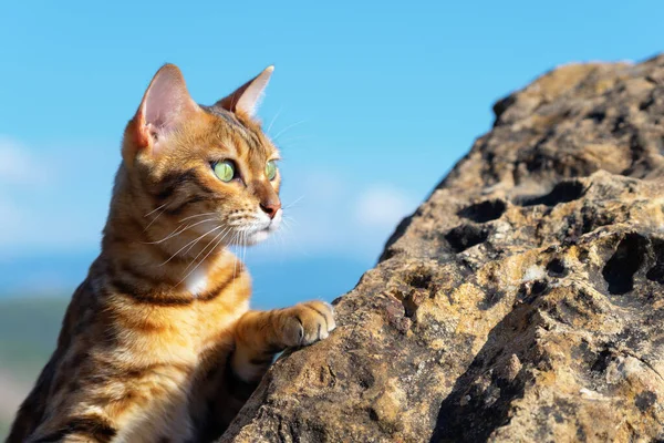 Risk cat Stock Photos, Royalty Free Risk cat Images | Depositphotos