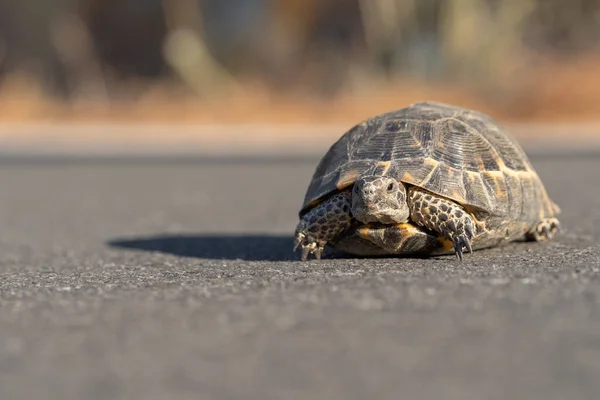 Turtle in road Stock Photos, Royalty Free Turtle in road Images ...
