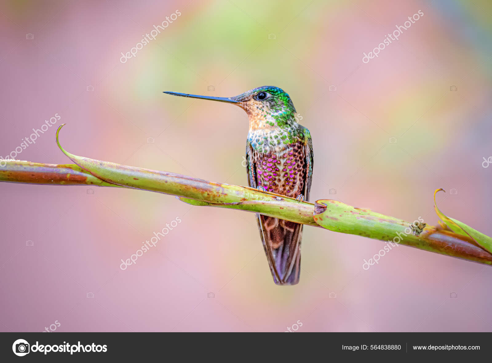 Blue Throated Star Frontlet Hummingbird Columbia — Stock Photo ...