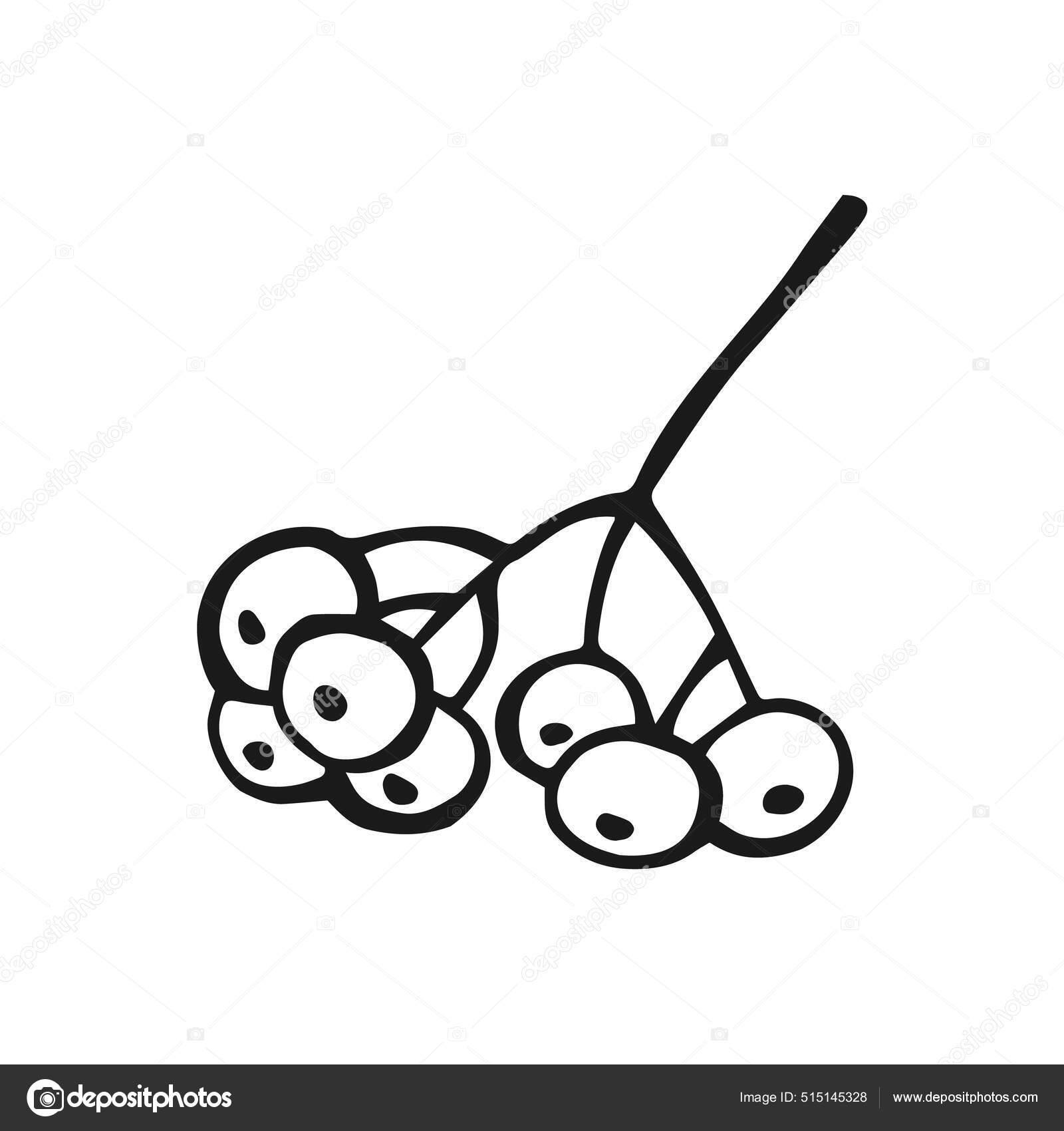 Hand Drawn Rowan Berries Outline Line Art Style Isolated White Stock ...