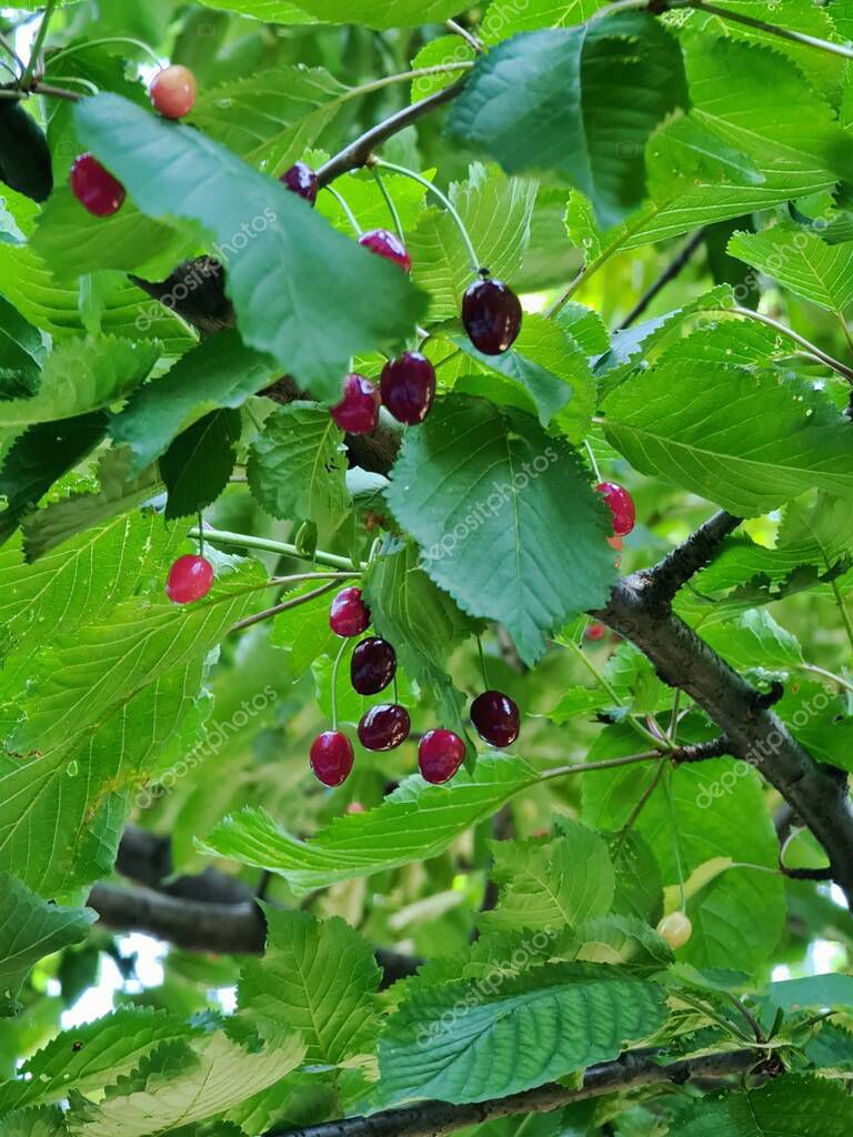 Prunus cerasus tart cherry, es una especie de cereza perteneciente al ...