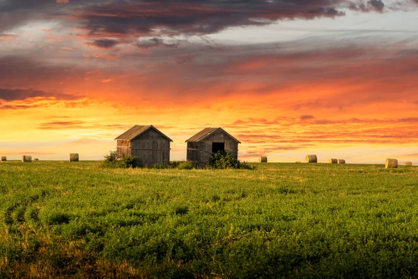 Canadian Prairies Wheat Fields