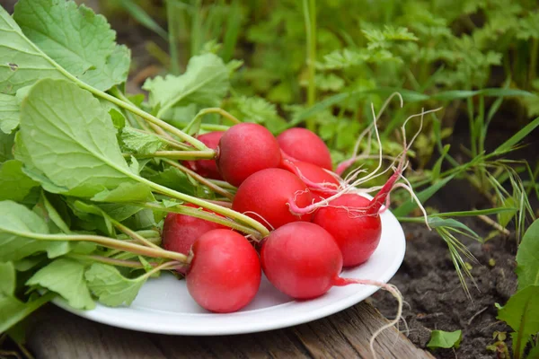 Farm fresh radish on a white plate, lies on the ground.The concept of ...