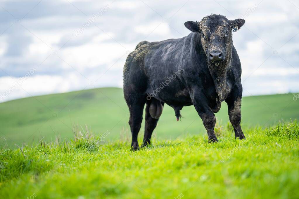 Primer plano de los toros Stud Beef, vacas y terneros pastando en la ...