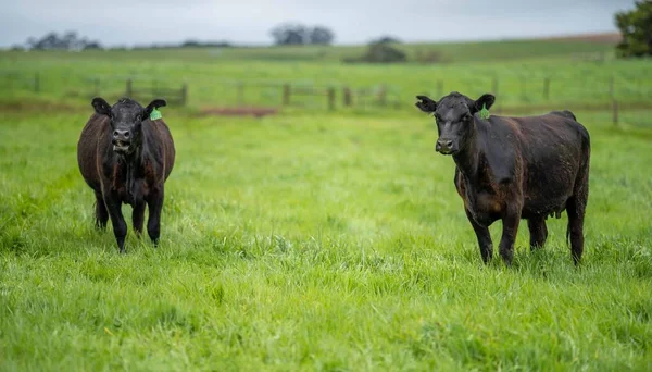 Close up of beef cows and calves grazing on grass in Australia, on a ...