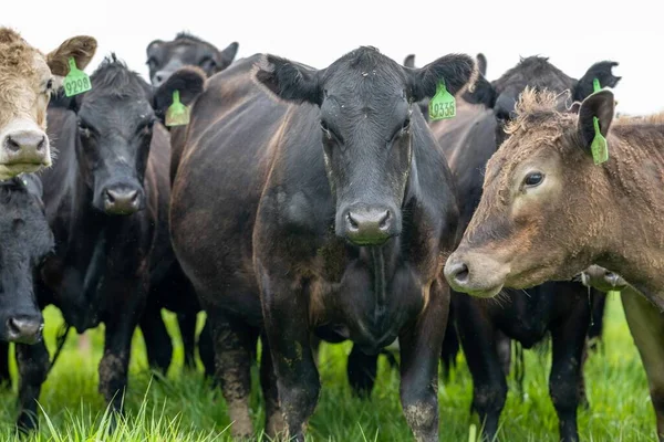 Close up of beef cows and calves grazing on grass in Australia, on a ...