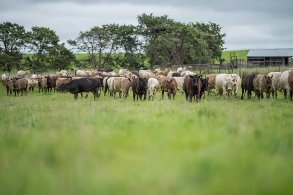 Shorthorn gado alimentação grama Stock Photos, Royalty Free Shorthorn ...