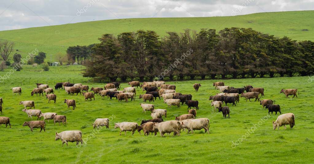 pastoreo de vacas de res y terneros pastando en pasto en Australia, en ...